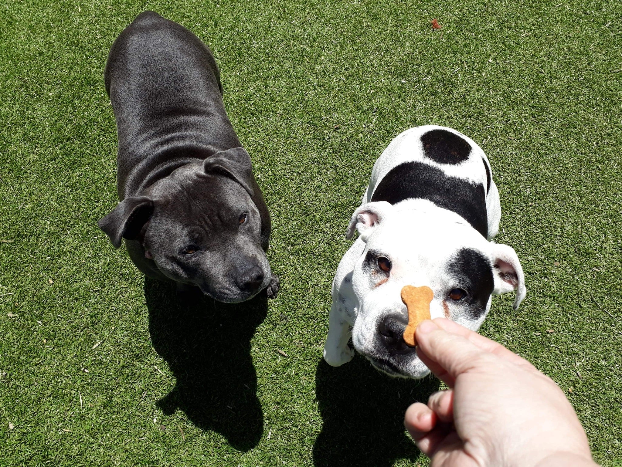 Training Treats – Boofhead Bites